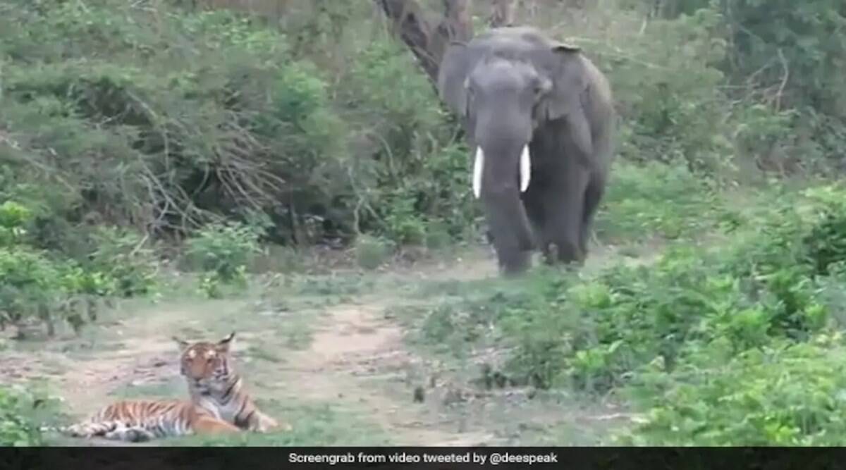 Special Conservation Schemes For Elephant And Tiger | Jansatta