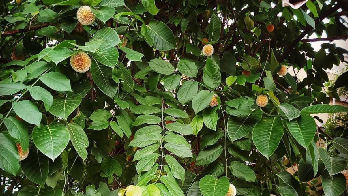 Vastu Tips For Kadamba Tree। कदंब के पेड़ संबंधी वास्तु टिप्स | Jansatta
