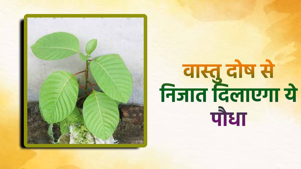 Vastu Tips For Kadamba Tree। कदंब के पेड़ संबंधी वास्तु टिप्स | Jansatta