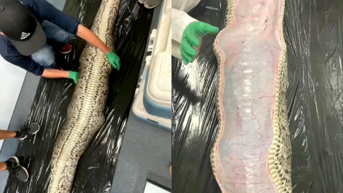 crocodile came out of Burmese python stomach in Florida video viral ...