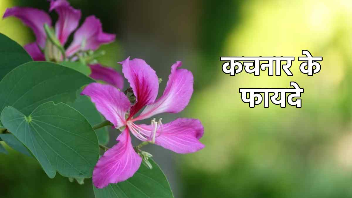 benefits of kanchnar or bauhinia variegata flowers in hindi। दिखते ही ...
