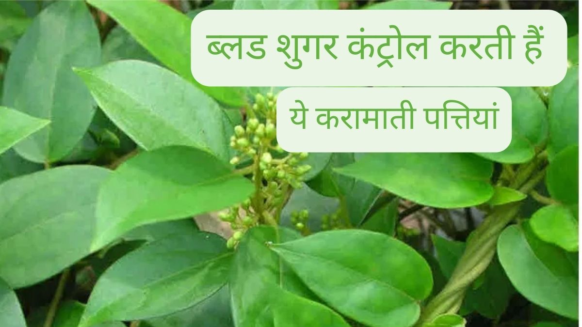 gurmar leaves can control sugar craving, know amazing benefits for ...