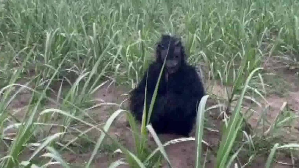 Farmers in UP Lakhimpur Kheri don bear costume to prevent monkeys from ...