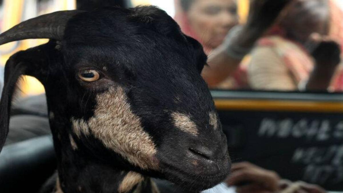 Chhattisgarh man sacrifice goats after fulfill his wish after that goat ...