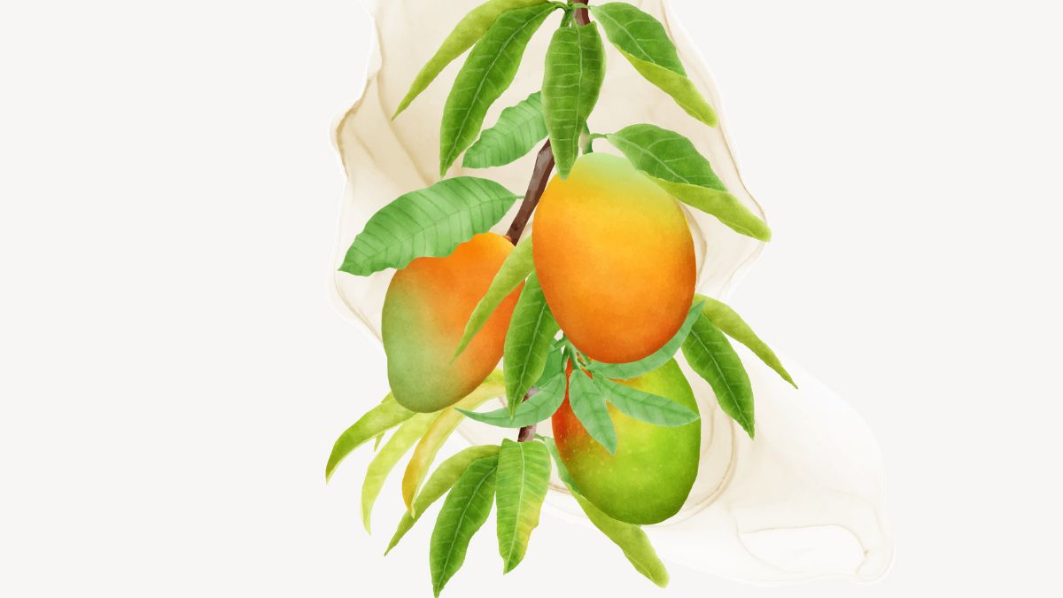 Mango Description History Cultivation and Facts - औरंगजेब से बचने के ...