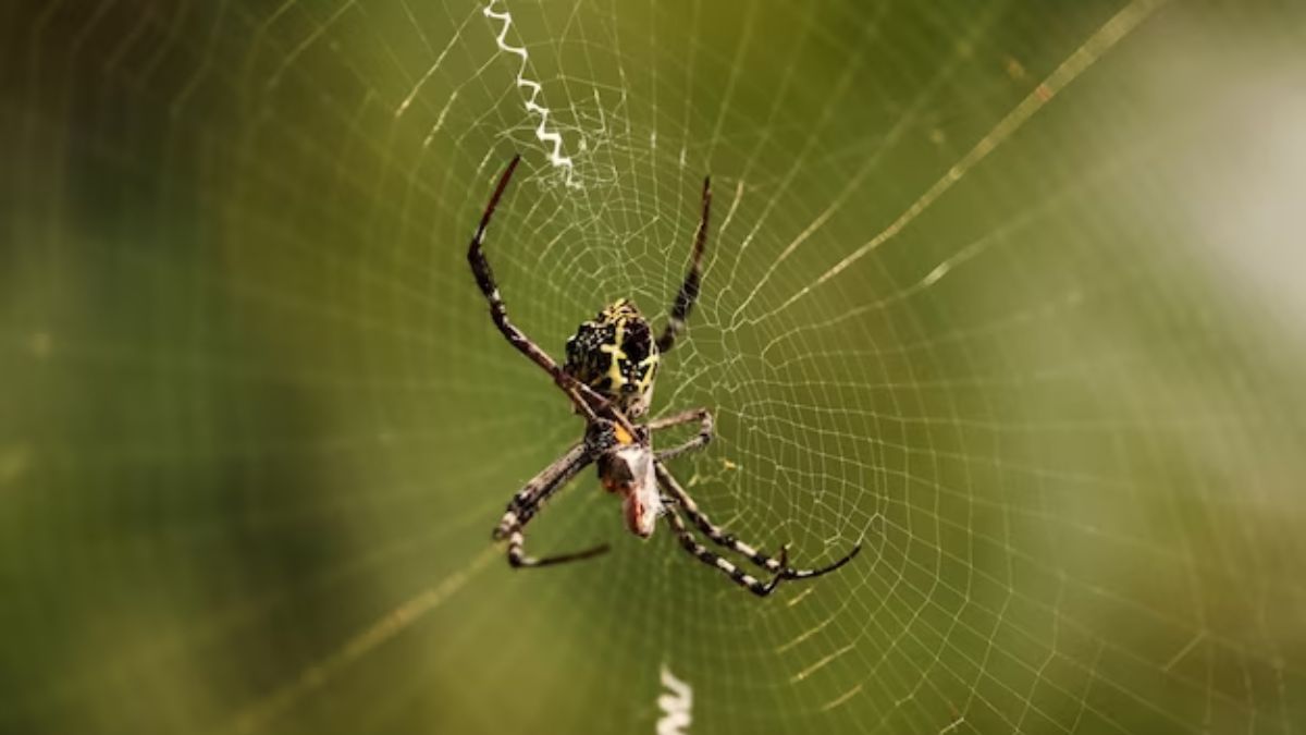 Spider Web Home Remedies 4 Effective Ways to Get Rid of Spiders cobwebs ...