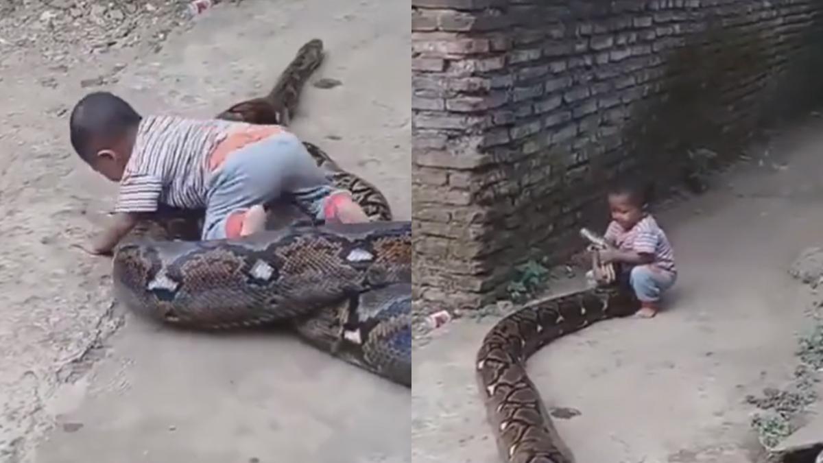 Video of child playing with python is going viral such reactions are ...