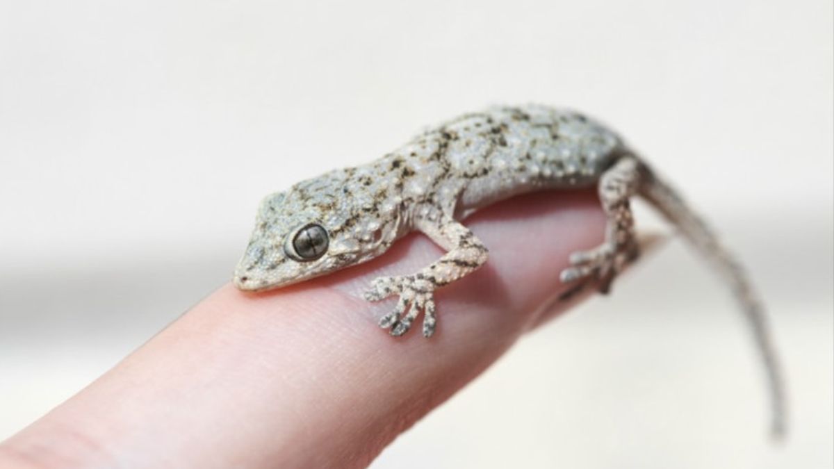 Chipkali is the fall of a lizard-शरीर पर छिपकली का गिरना अशुभ होता है ...