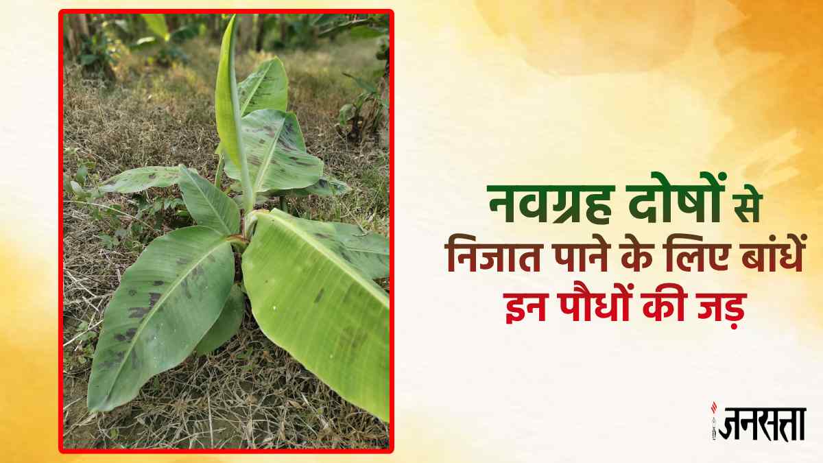 wearing these plants root to get rid shani surya and other 9 grah dosha ...