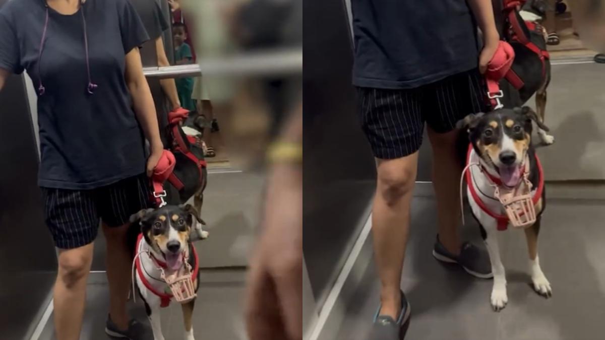 Uproar regarding dog in the lift man objected woman got angry noida ...