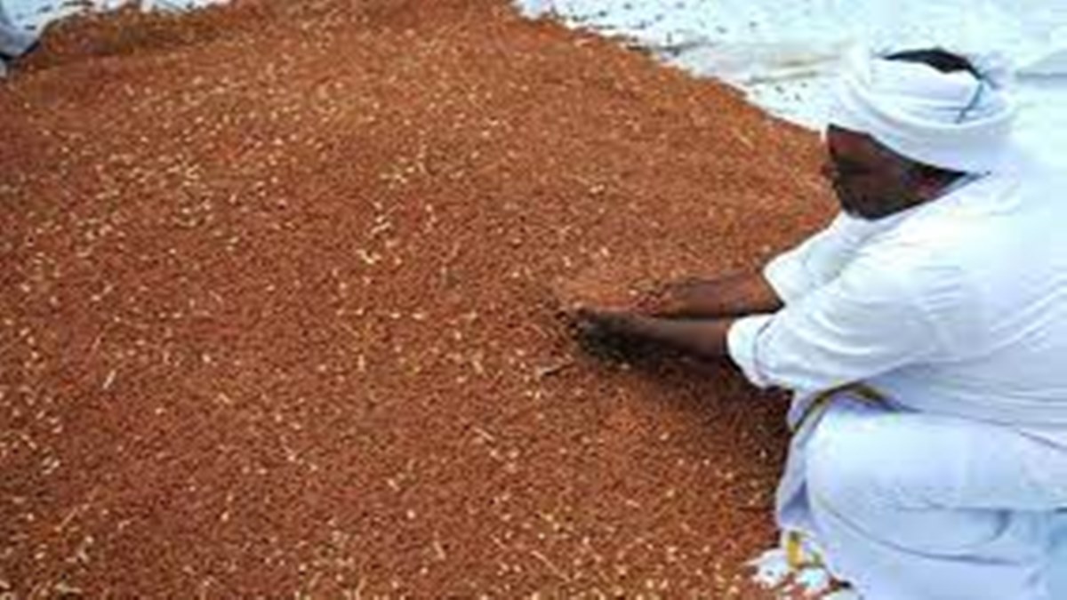 Development of varieties of gram through gene technology-जीन ...