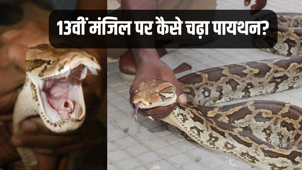 Indian rock python snake climed 13th floor mumbai news 13वीं मंजिल पर ...