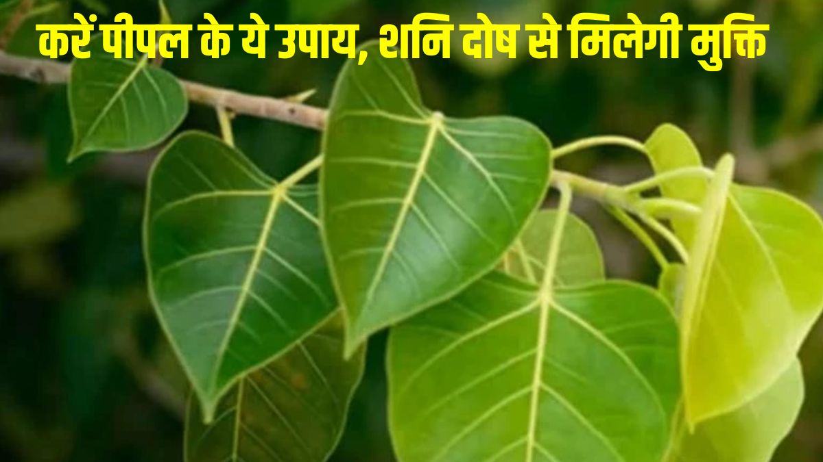 pipal tree astro tips on saturday:शनिवार के दिन करें पीपल के ये ...