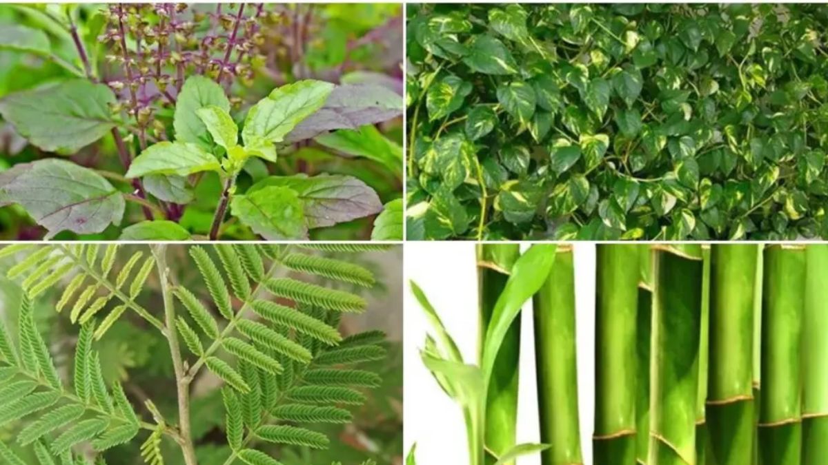 Vastu Tips Vastu Tips for plants-घर की इस दिशा में भूलकर भी नहीं लगाएं ...