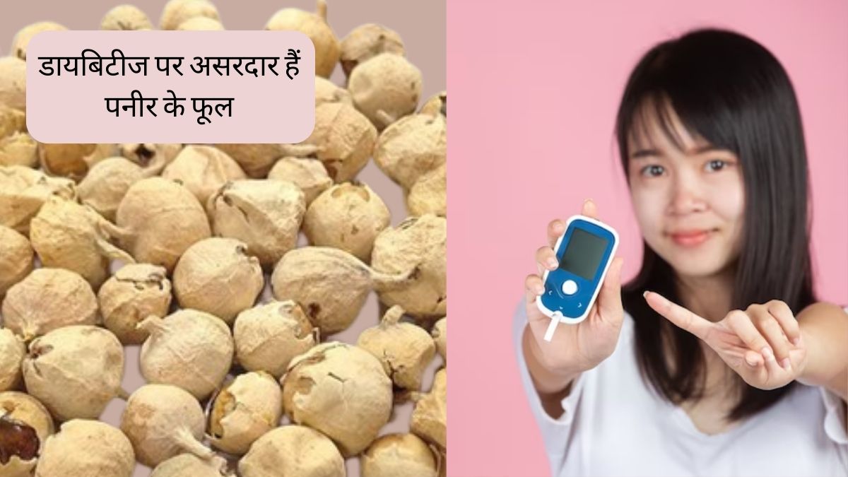 Paneer Ke Phool For Diabetes A Herb That Repair Beta Cells and Manage ...