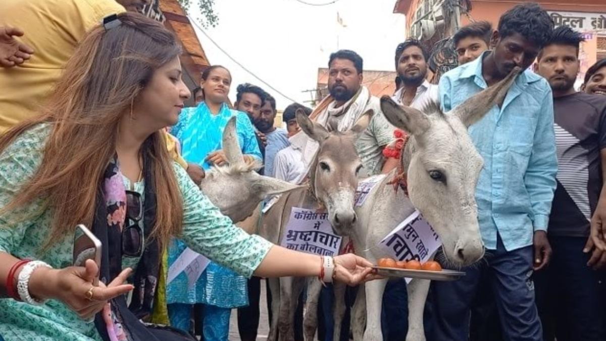 Unique protest in Rajasthan Jaipur Gulab Jamun feed to donkey video ...