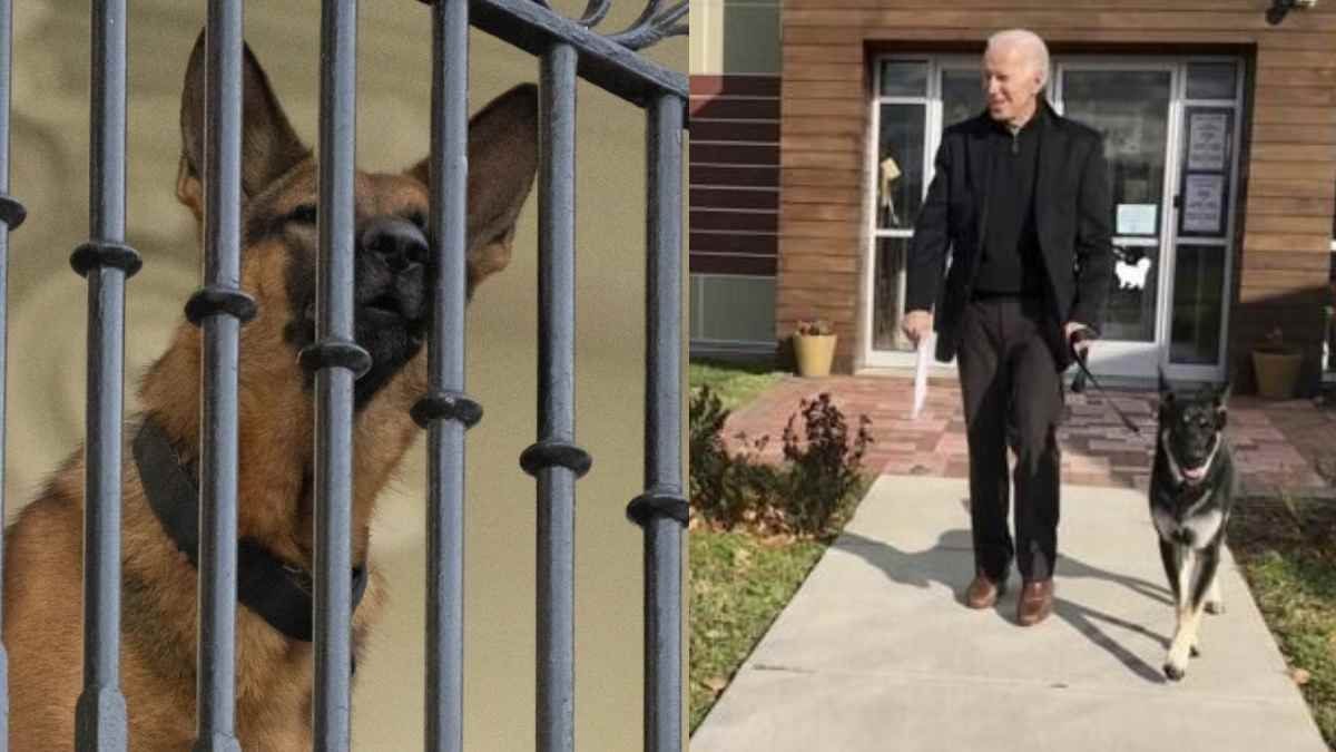 Joe Biden dog Commander was thrown out of the White House know the ...