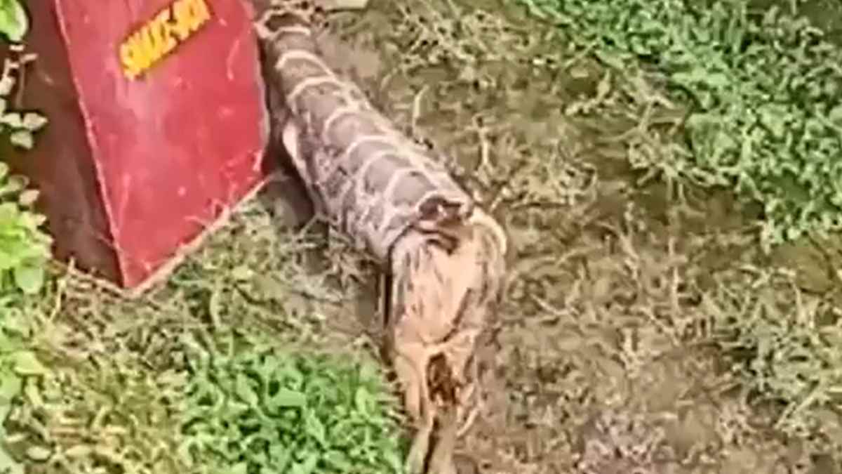 Python swallows wild animals Madhya Pradesh video going viral - रास्ते ...
