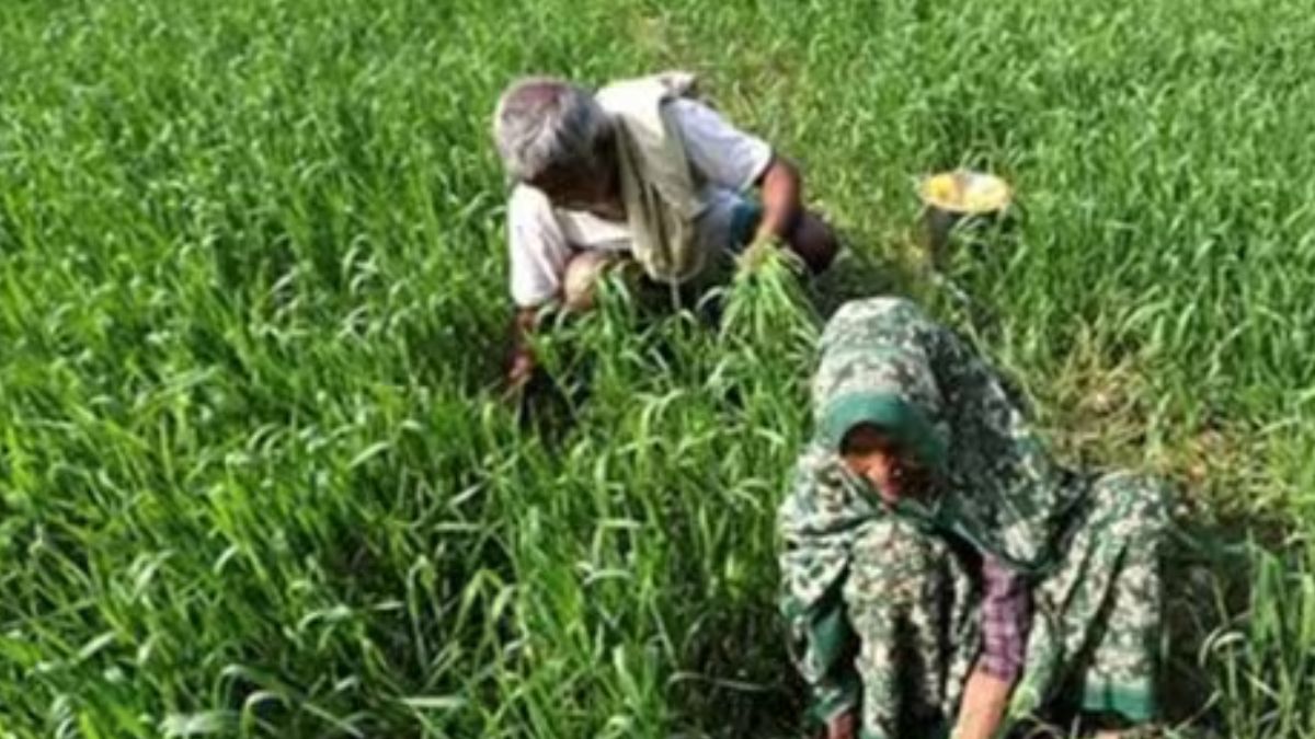 Rythu Bandhu: क्या है ‘रायथु बंधु’ जिसको लेकर चुनाव आयोग पहुंची ...