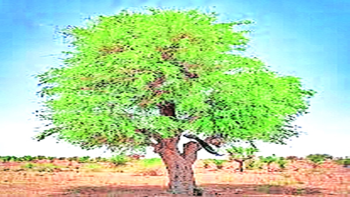 रविवारी: पढ़िए एसडी वैष्णव की कहानी शमी की कोट | Jansatta