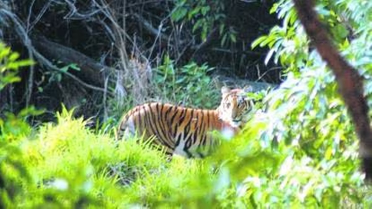 Maharashtra Tadoba tiger turns to cannibal consume tiger meat ...