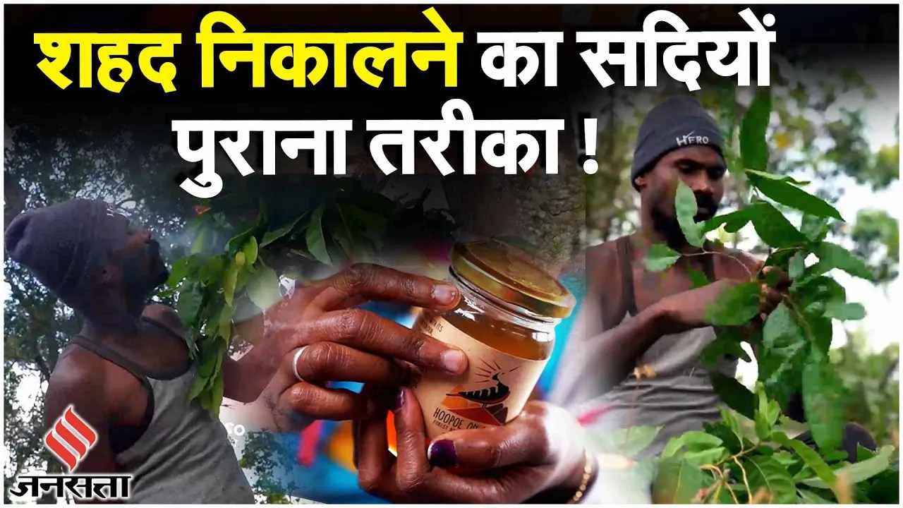 Tamil Nadu’s wild honey: तमिलनाडु के शोला जंगल में आदिवासियों की ये जनजाति, कैसे जमा करती हैं ...