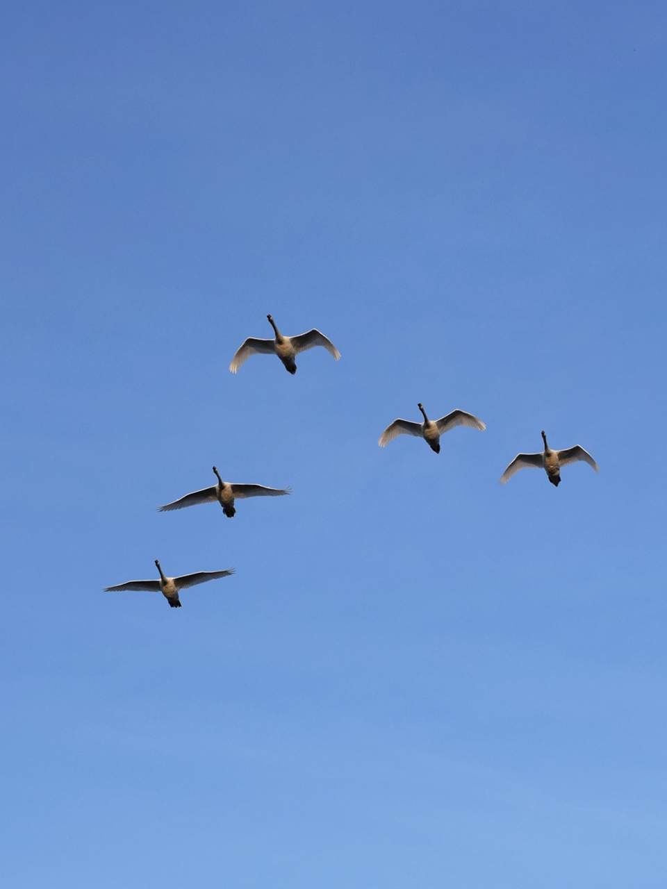 this is why group of birds flying in v shape, know about reason