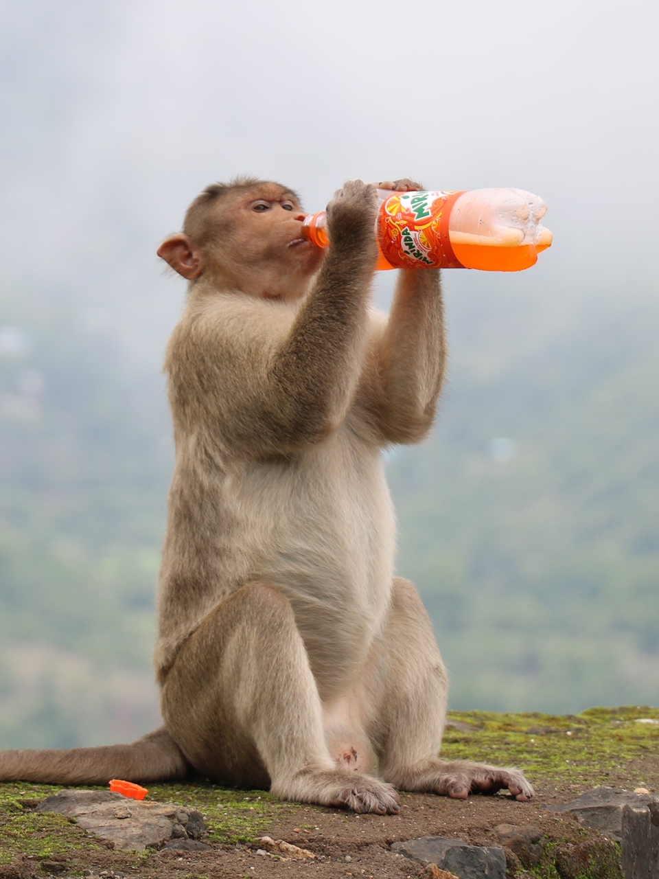 Why monkeys snatch your belongings like cap bag or eatables, know the ...