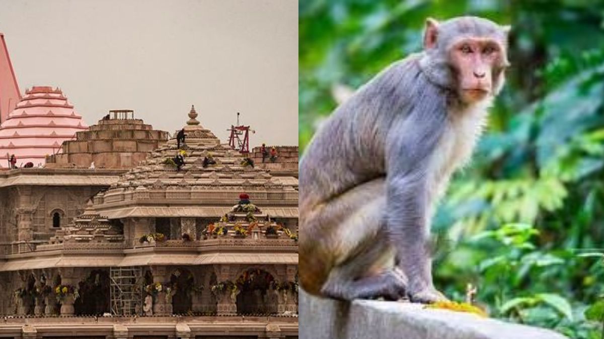 रक्षक भी बने और हनुमान भी! राम मंदिर के आंदोलन में बंदरों की भूमिका ...