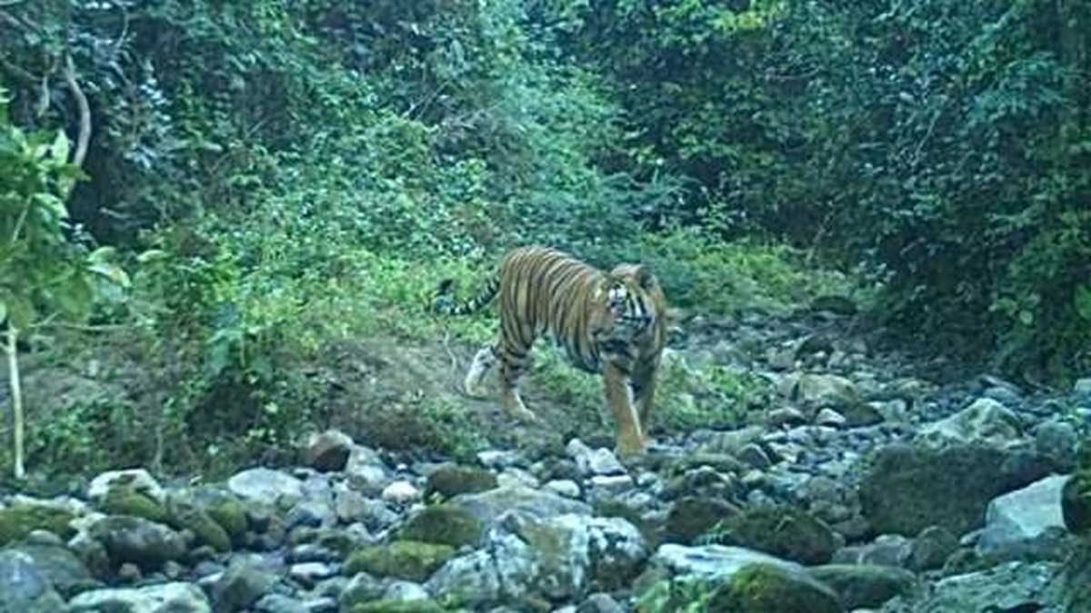 टाइगर जिंदा है! बंगाल के बक्सा रिजर्व से आई गुड न्यूज, कैमरे में दिखी ...