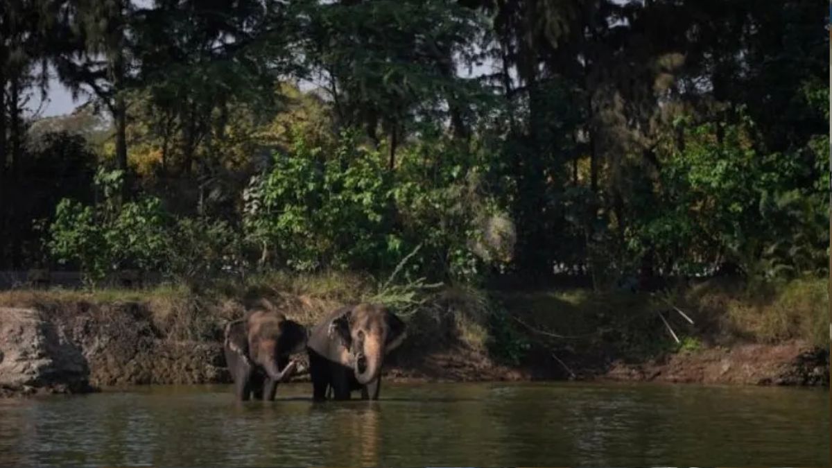 anant ambani dream project vantara 3000 acre animal shelter in jamnagar ...