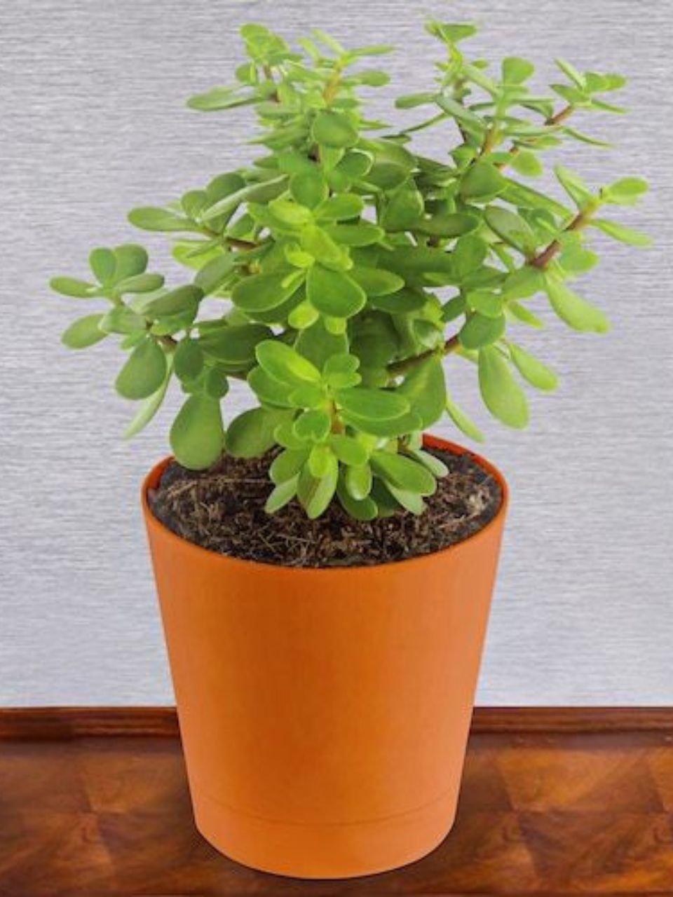 jade plant brings luck and prosperity to life and house
