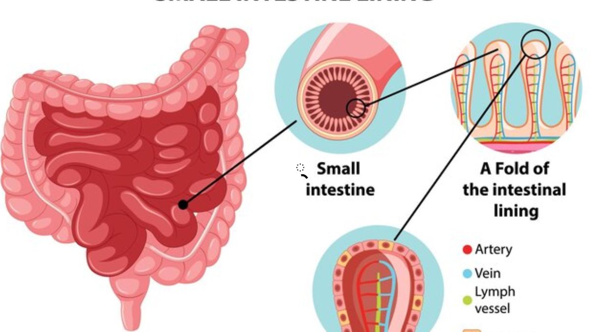 कब्ज़ और पेट फूलने की समस्या का जड़ से इलाज करेगा ये 1 मसाला, इस तरह ...