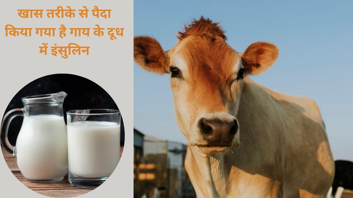 अब गौ माता ही दूध में पैदा करेंगी इंसुलिन, ब्लड शुगर बढ़ने का झंझट ही ...