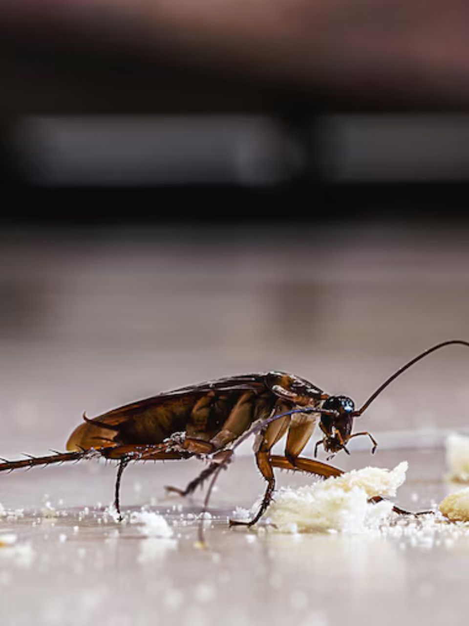 Cockroach farming, Pest to protein, processes waste, farmed for food ...