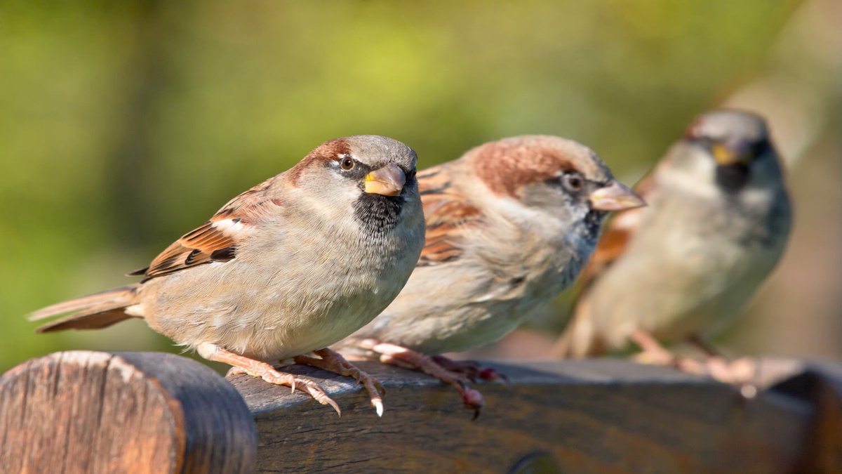 Environmental Protection Sparrows are seen in every house in Chambal ...