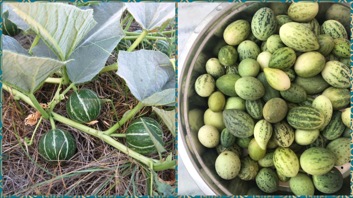 देखने में तरबूज जैसा पर साइज में छोटा, जानें दमकती स्किन के लिए कैसे खाएं Wild Melon | Jansatta
