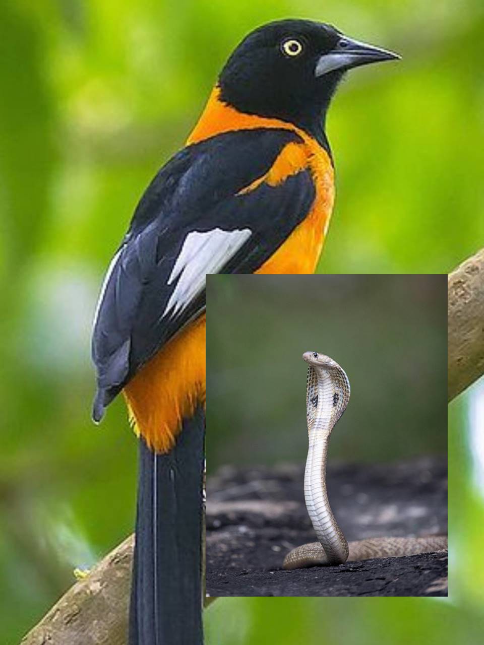 Most poisonous Bird of the world: सांप से भी ज्यादा जहरीली होती है ये ...