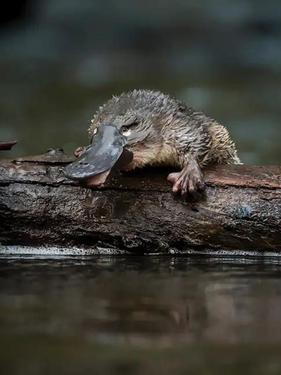 Platypuses do not have a stomach, but they are carnivorous