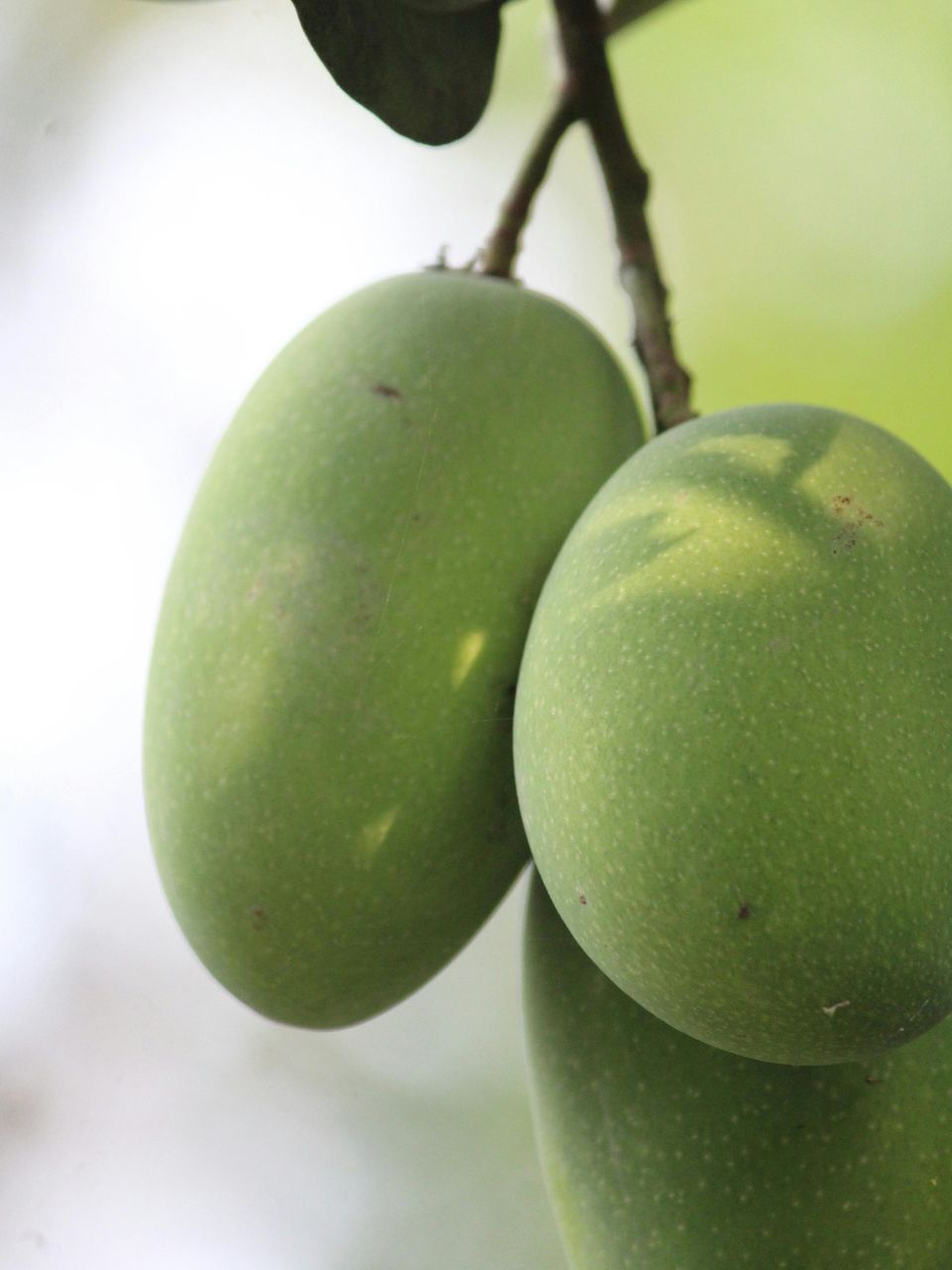 8 amazing Benefits Of Adding Raw Mango To Your Summer Diet From Better ...