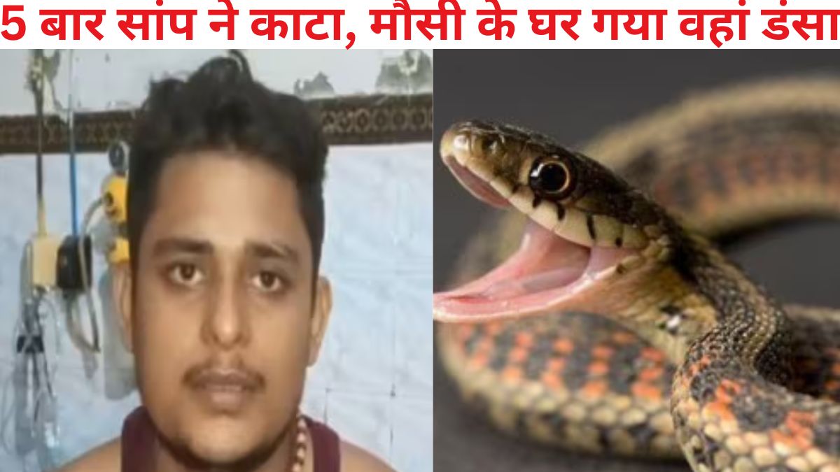 snake bite 5 time to a boy in a month know viral story from fatehpur up ...