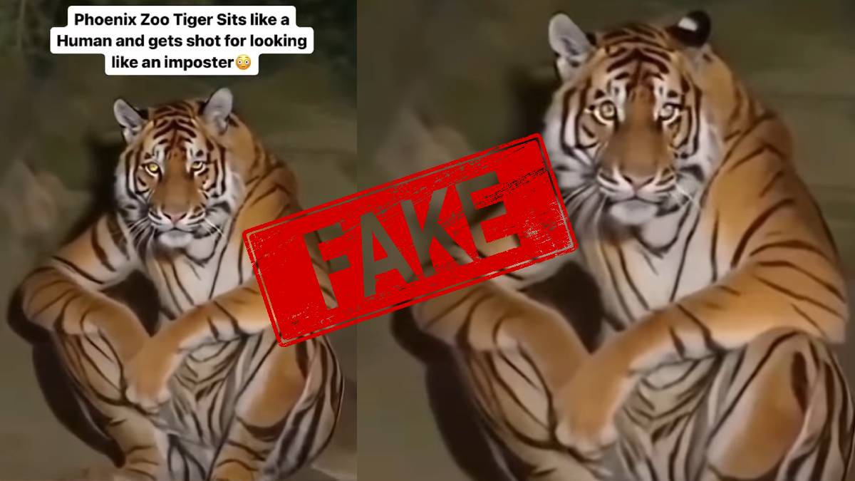 Viral video of tiger sitting like a man is AI generated - मनुष्य की तरह ...