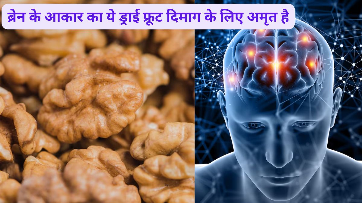 Walnuts to Sharpen Memory: याददाश्त को तेज करने के लिए रोजाना कितने अखरोट का करें सेवन ...