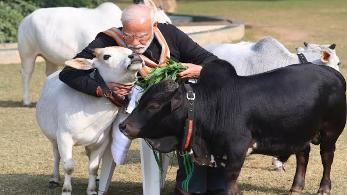 महाराष्ट्र में गाय को घोषित किया राज्यमाता, शिंदे सरकार ने जारी किया ...