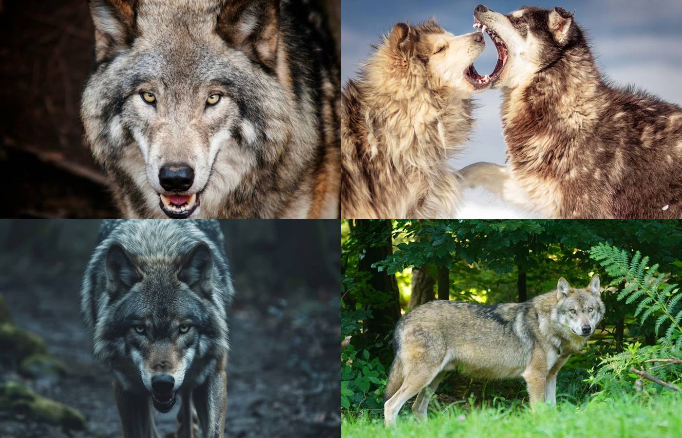 The world s most dangerous wolf is found in this country can kill an ...