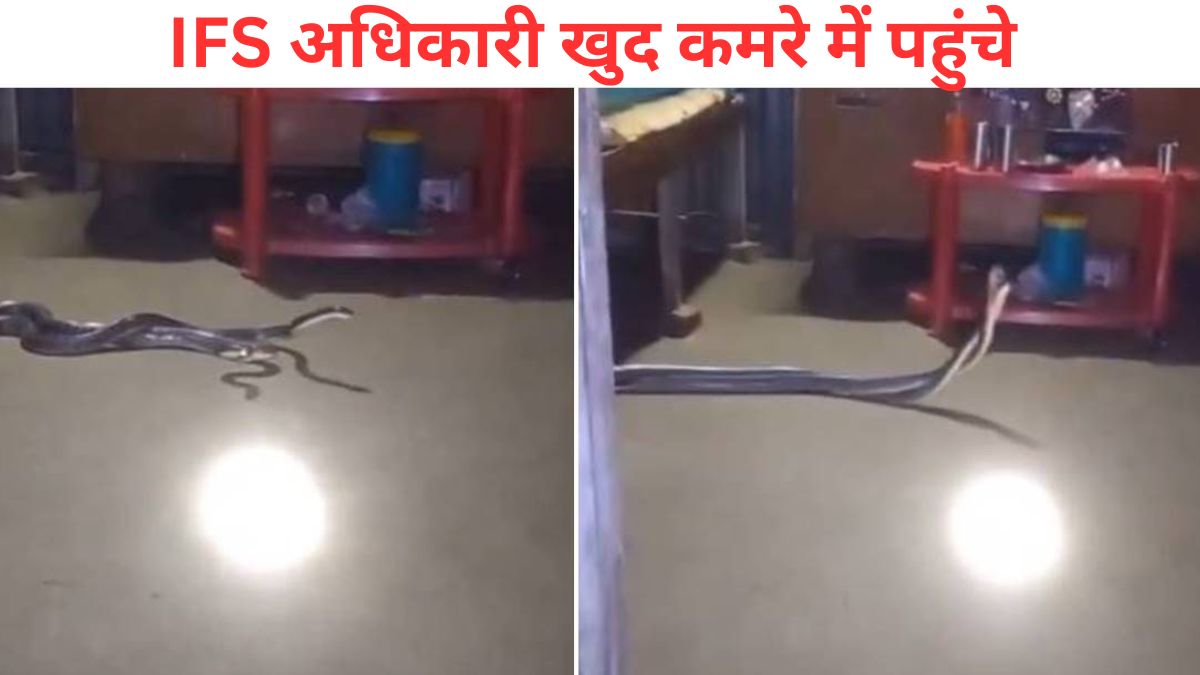 snakes bedroom video viral IFS officer shares rescue 2 venomous watch ...