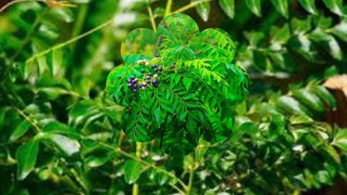 Curry Leaves Plant Care Tips: करी पत्ते के पेड़ का रखें ख्याल | Jansatta