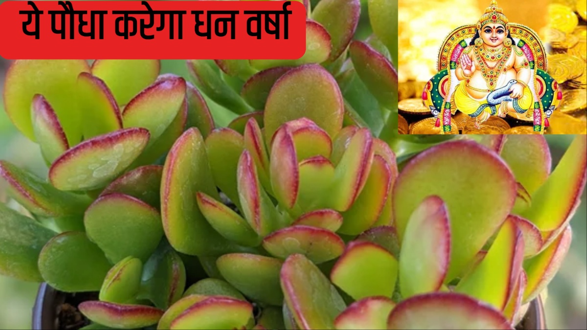 Kuber ka Paudha for Dhanteras 2024: धनतेरस पर धन कुबेर का पौधा कैसे ...