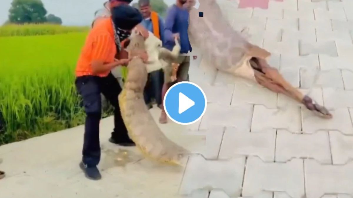 python swallowed nilgai calf villagers come to rescue video viral-अजगर ...