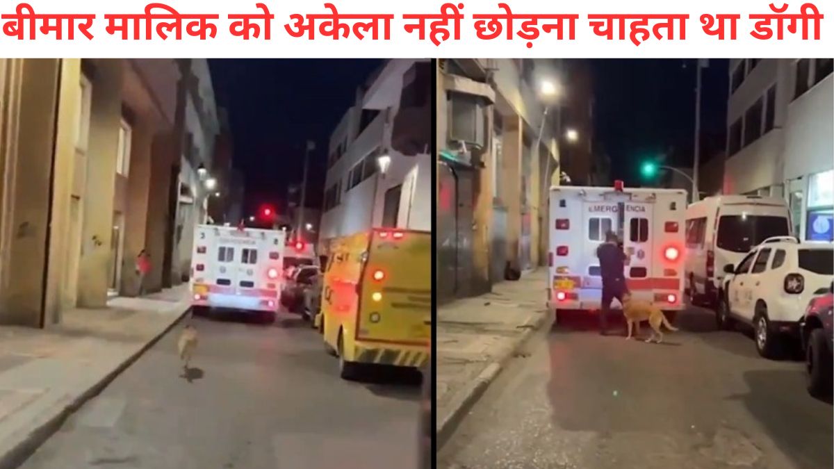 viral video loyal dog running behind ambulance carrying his sick owner ...